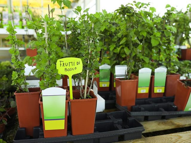 Horticultural Label Solutions | Anglia Labels