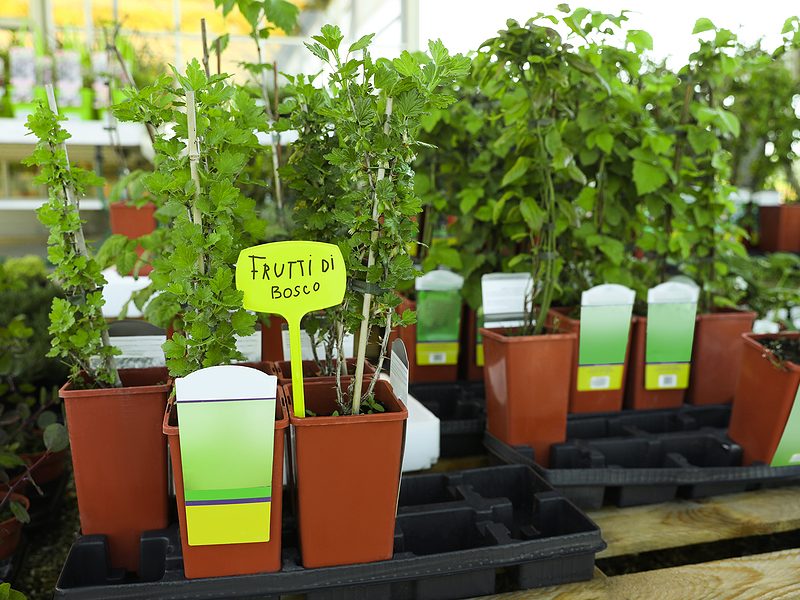 Horticultural Label Solutions | Anglia Labels